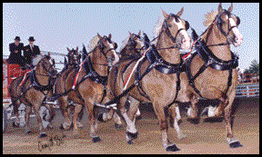Draft Show Harness - Shanahan Harness